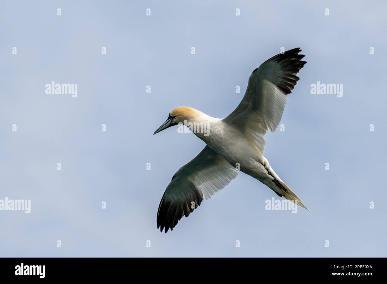 Black eyed gannet hi-res stock photography and images - Alamy