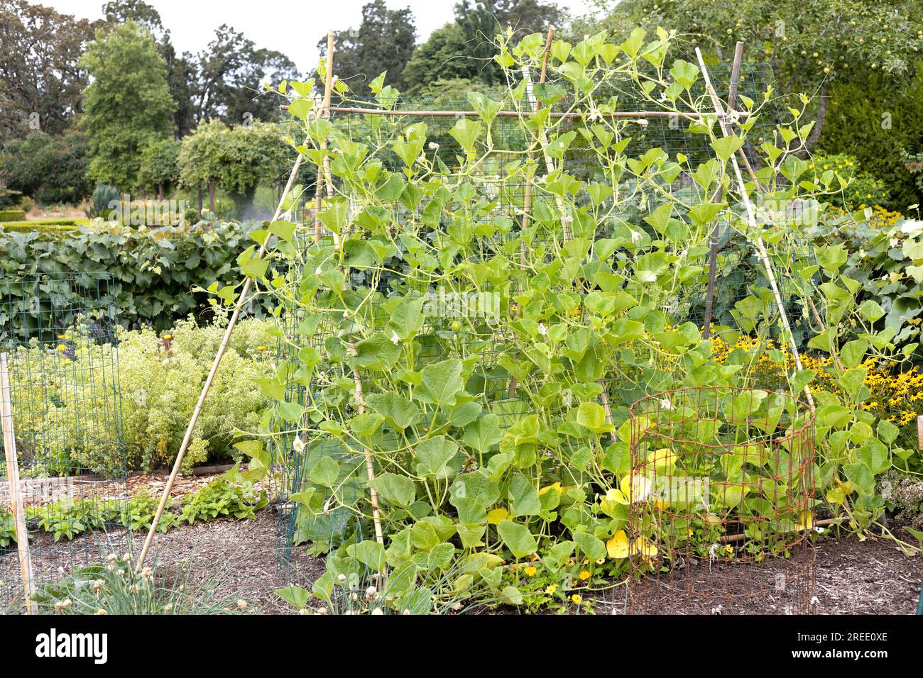 Vines of a gourd plant growing on an A-frame trellis in a garden Stock ...
