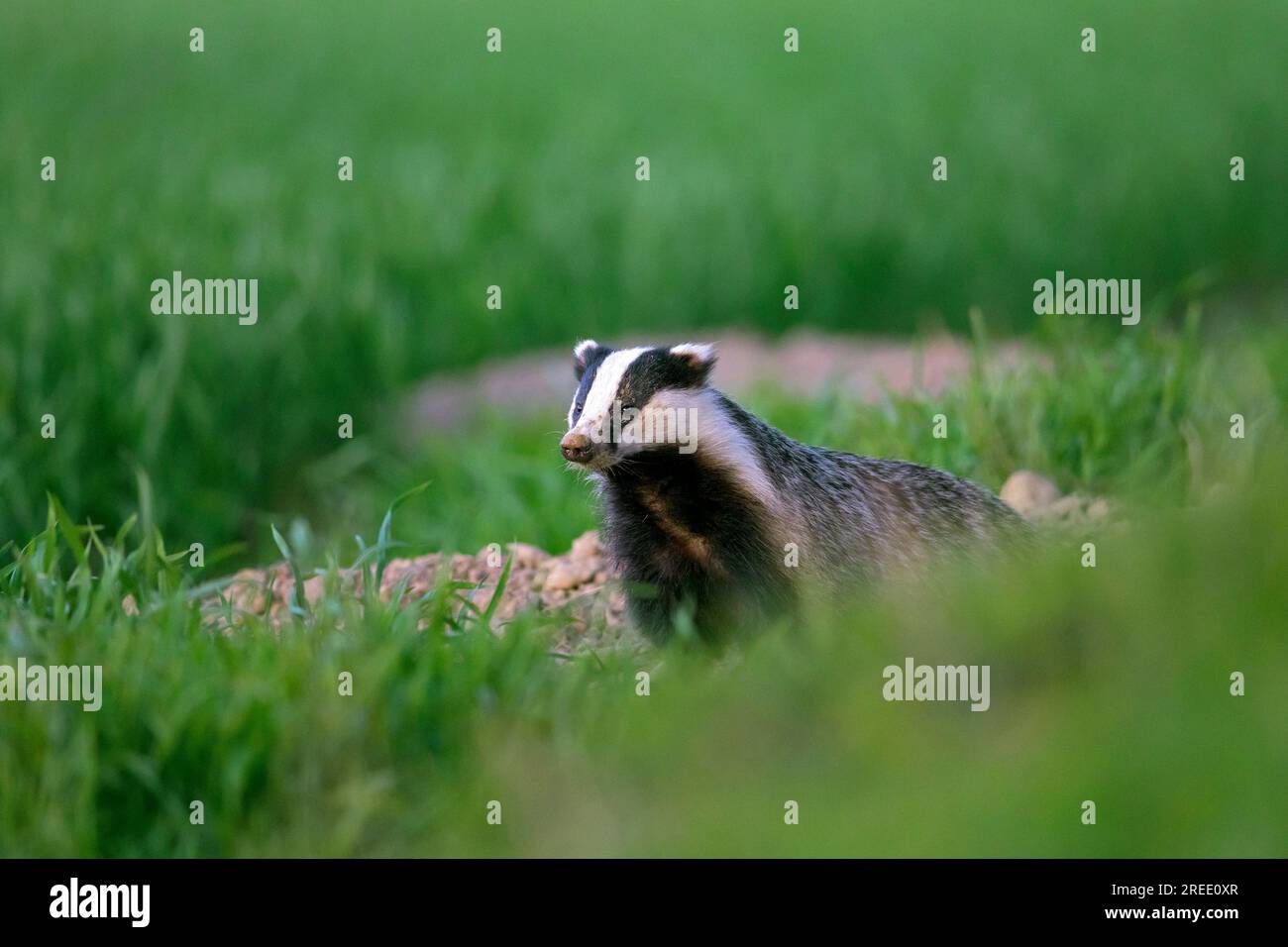 European badger (Meles meles) foraging in field / farmland at dusk ...