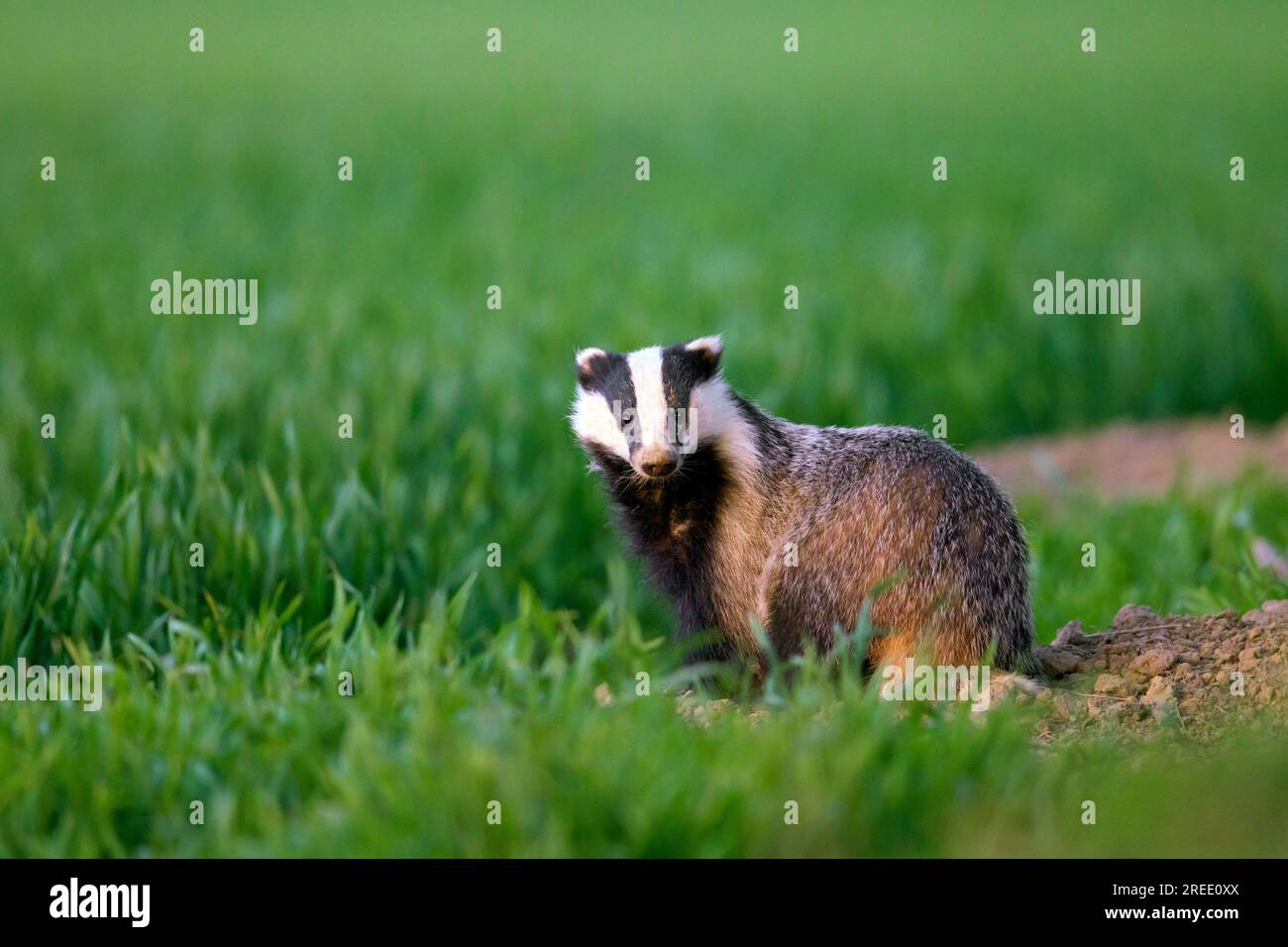European badger (Meles meles) foraging in field / farmland at dusk ...