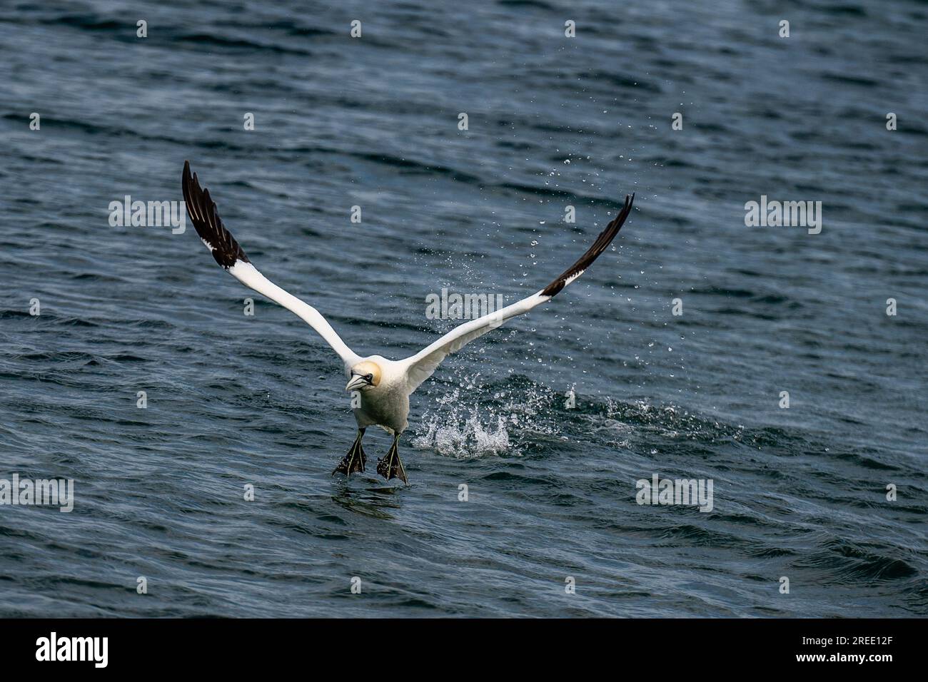 Black eyed gannet hi-res stock photography and images - Alamy