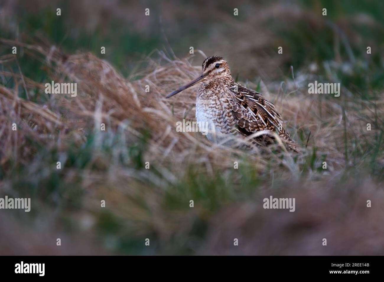The common snipe Gallinago gallinago is a small, stocky wader native to ...