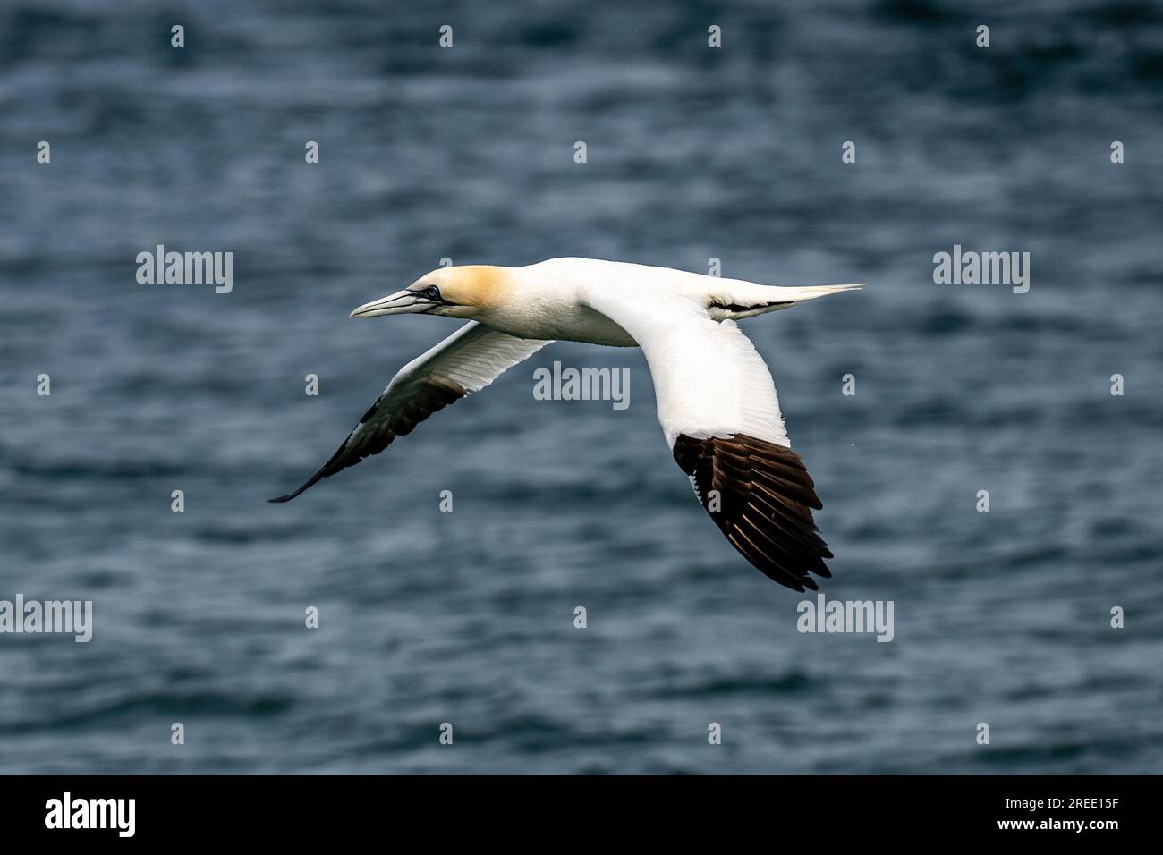 Black eyed gannet hi-res stock photography and images - Alamy