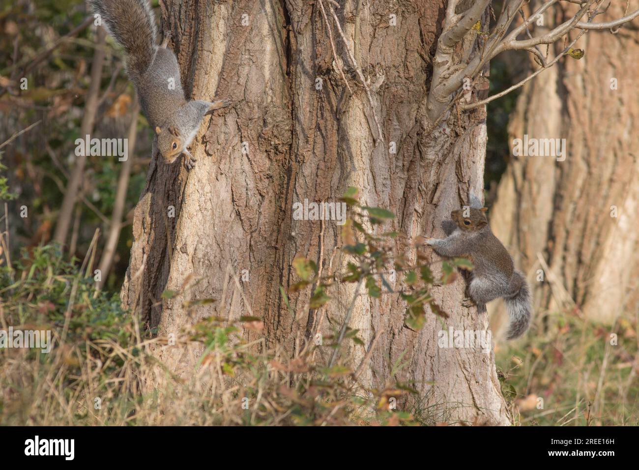 Squirrels Mother chasing baby around tree trunk in the forest Stock ...