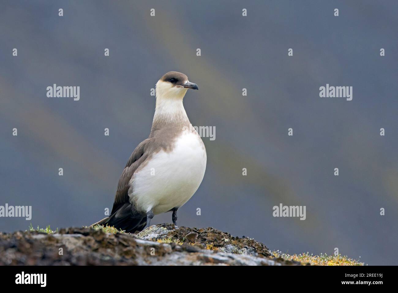 Arctic skua / parasitic skua / parasitic jaeger / Arctic jaeger ...