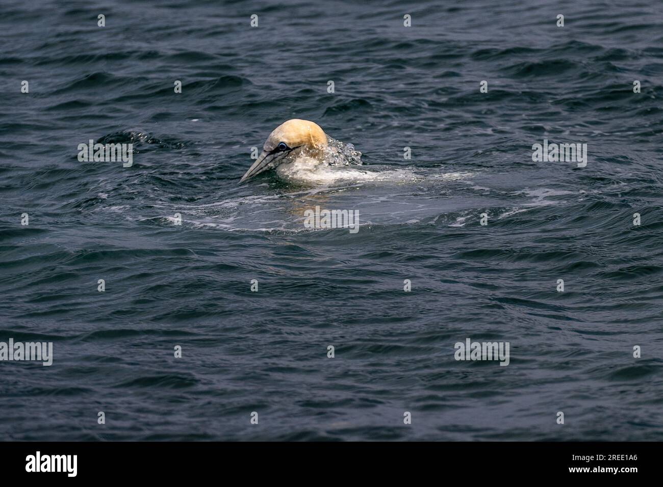 Northern Gannet surfaces after catching a fish of the shoreline at ...