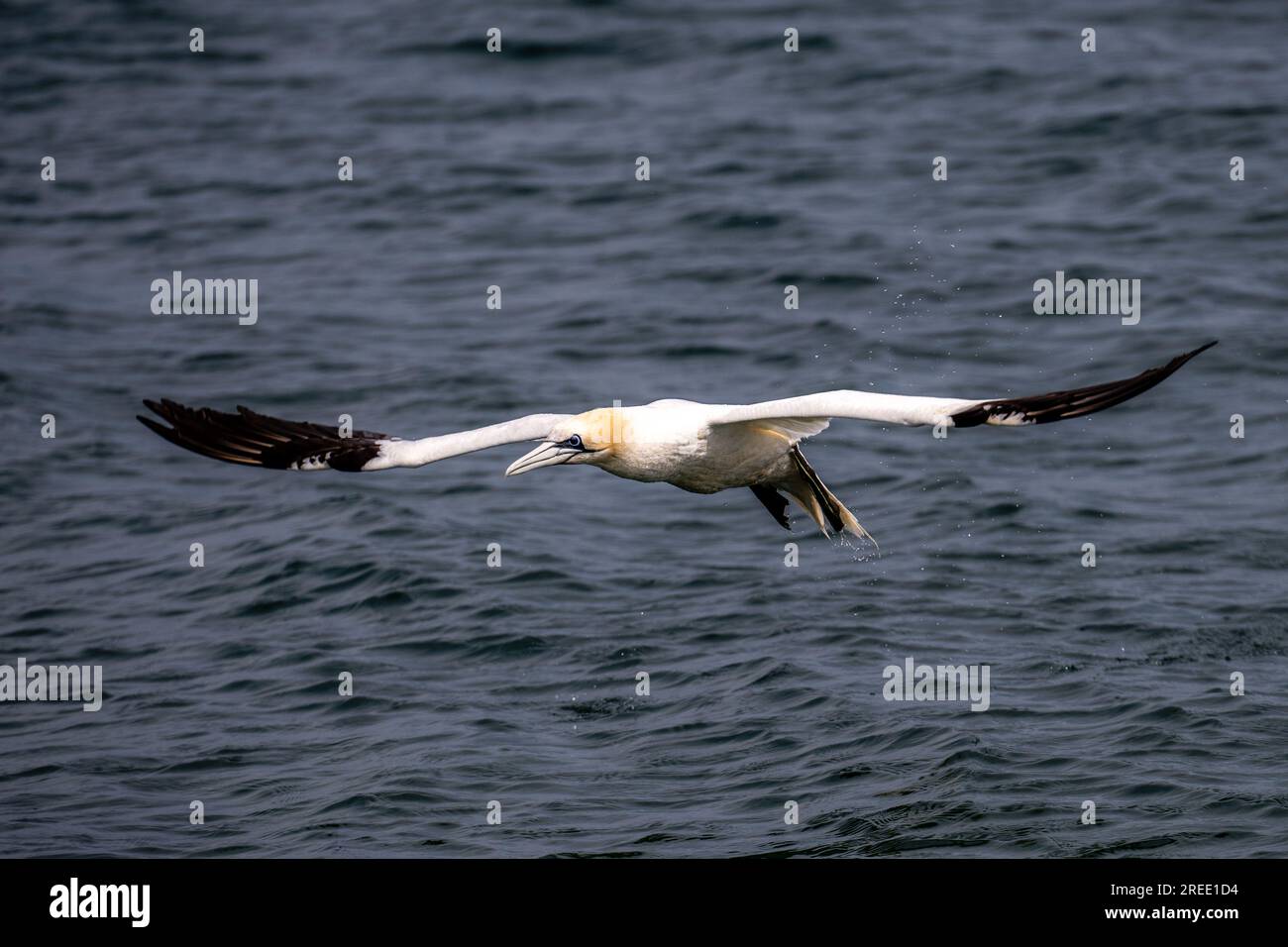 Black eyed gannet hi-res stock photography and images - Alamy