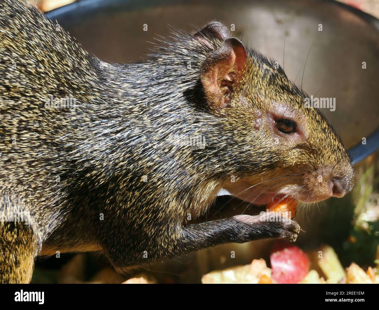 Aguti hi-res stock photography and images - Alamy