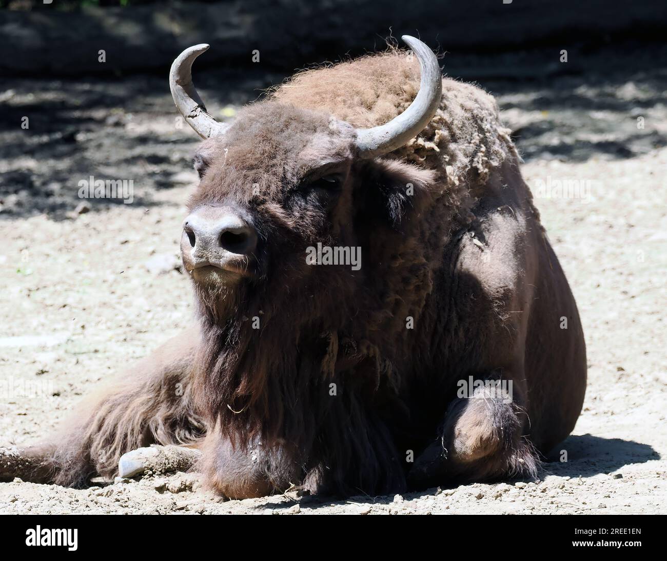 European bison, wisent, Europäische Bison, európai bölény, Bison ...