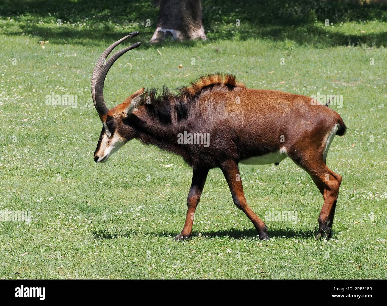 Sable antelope, Rappenantilope, Hippotrague noir, Hippotragus niger ...