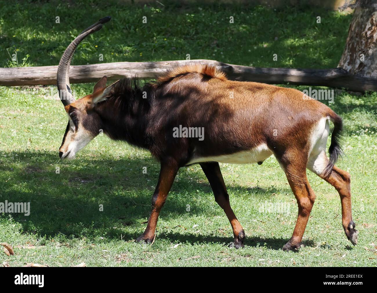 Sable antelope, Rappenantilope, Hippotrague noir, Hippotragus niger ...