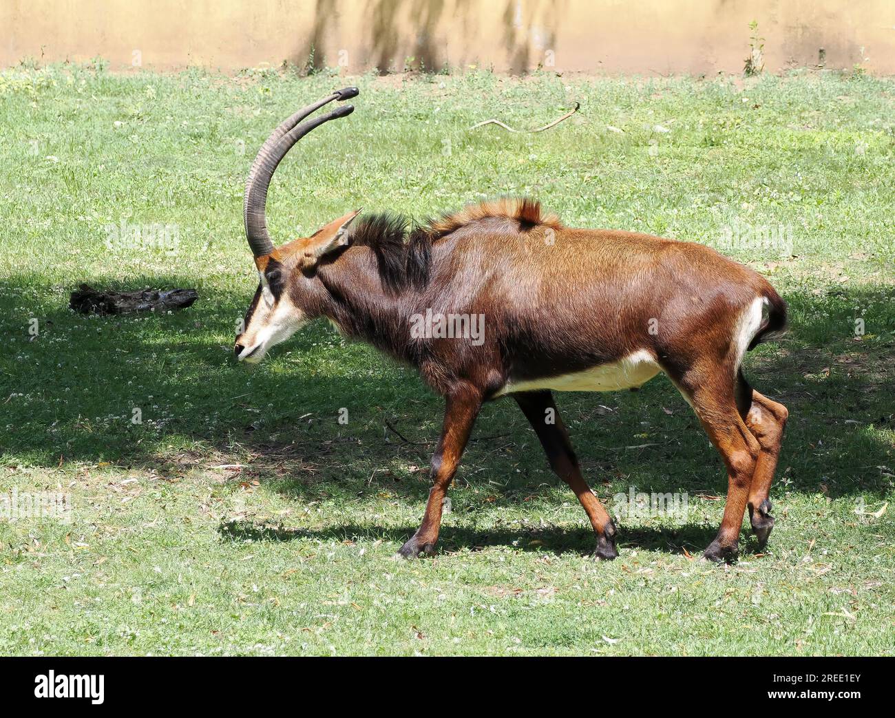 Sable antelope, Rappenantilope, Hippotrague noir, Hippotragus niger ...