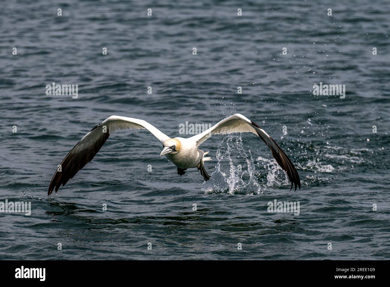 Northern Gannet (Morus Bassanus), takes off right to Left, shot against ...