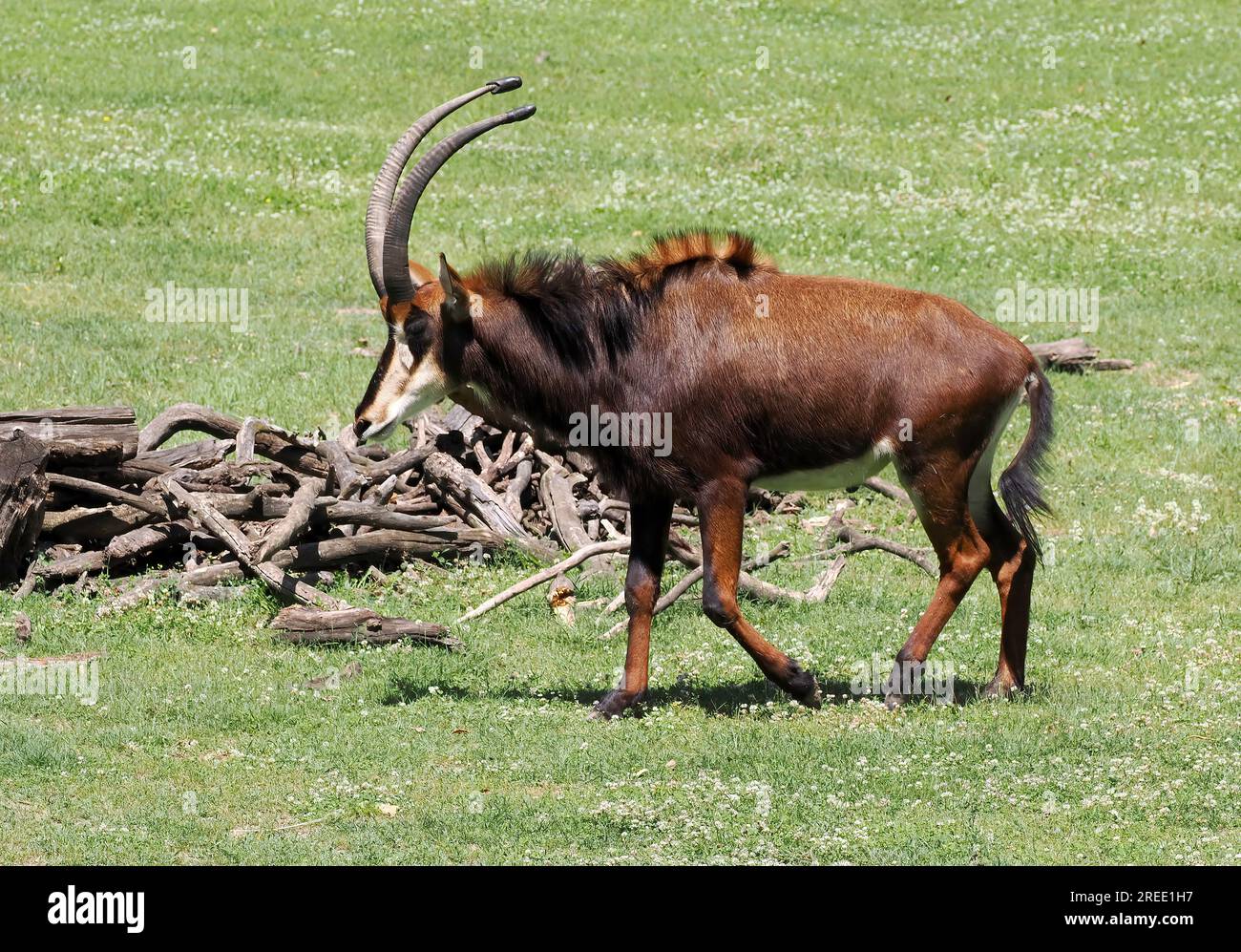 Sable antelope, Rappenantilope, Hippotrague noir, Hippotragus niger ...