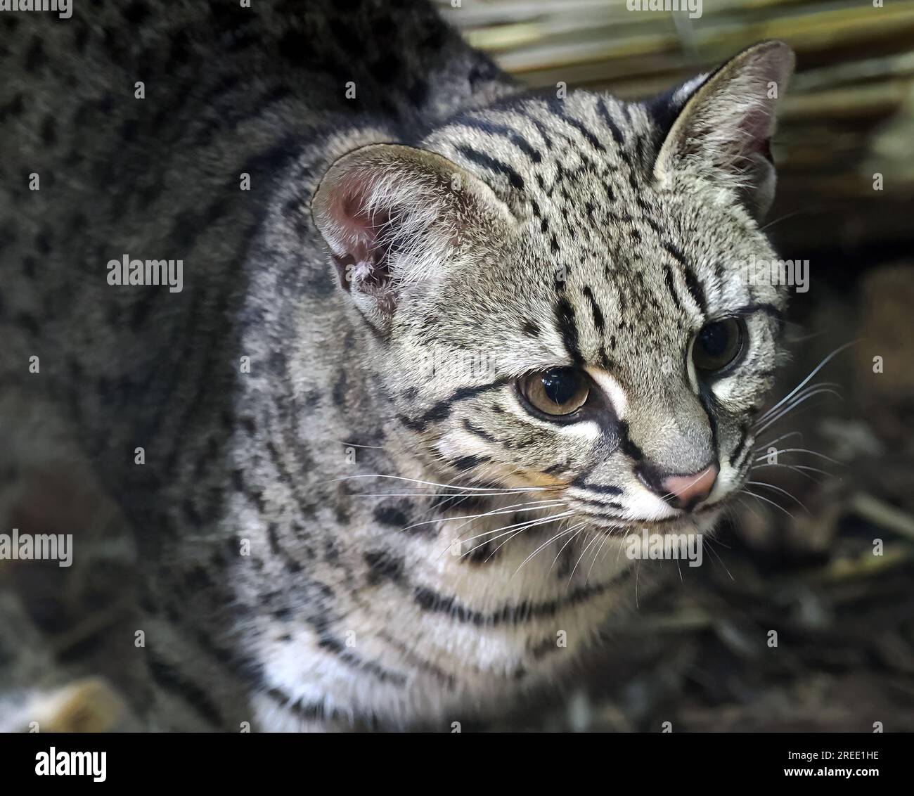 Chat de geoffroy hi-res stock photography and images - Alamy