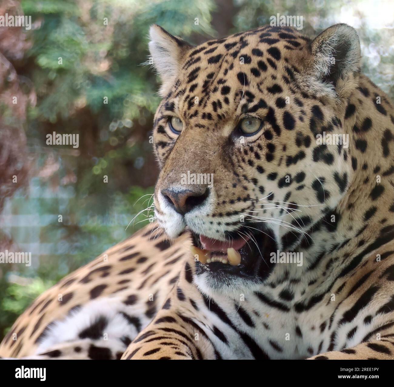 jaguar, Unze, Onze, Onza, Panthera onca, jaguár, Zoo, Hungary ...