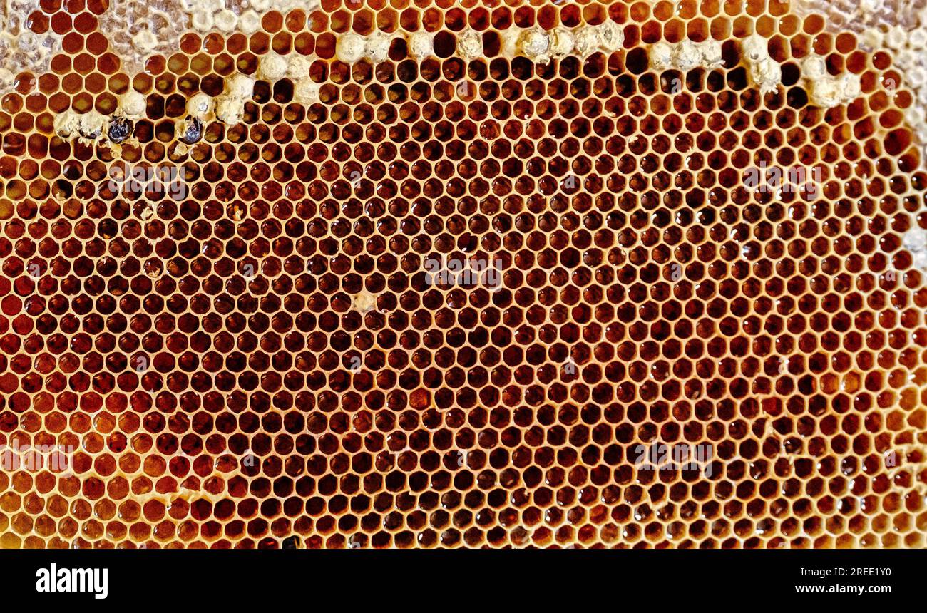Honeycomb. Photo of honey cells filled with fresh honey. Concept of ...