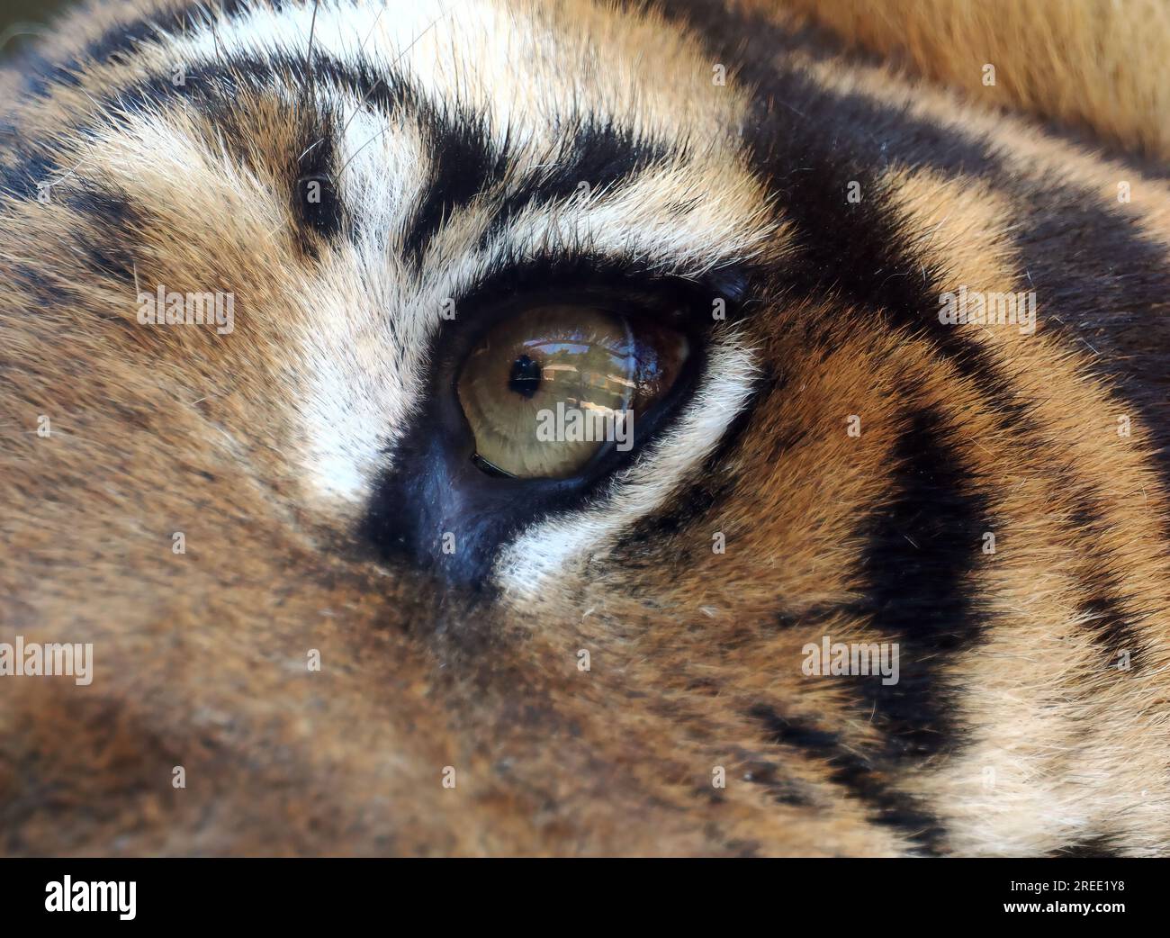 Malayan tiger, Panthera tigris jacksoni, maláj tigris, Zoo, Hungary ...