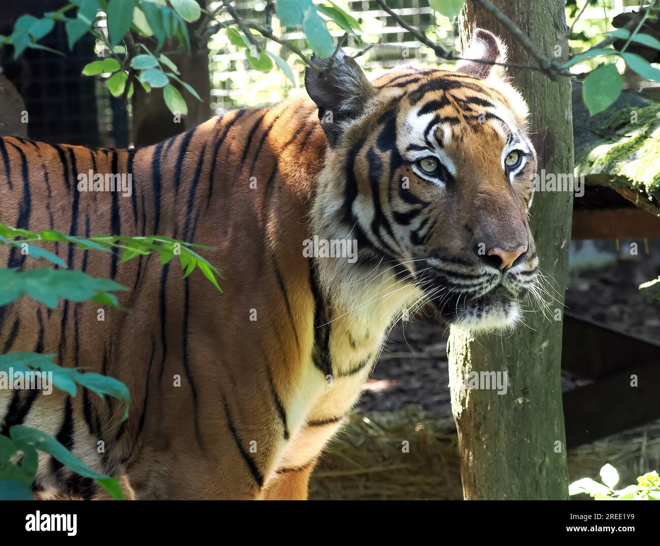 Malayan tiger, Panthera tigris jacksoni, maláj tigris, Zoo, Hungary ...