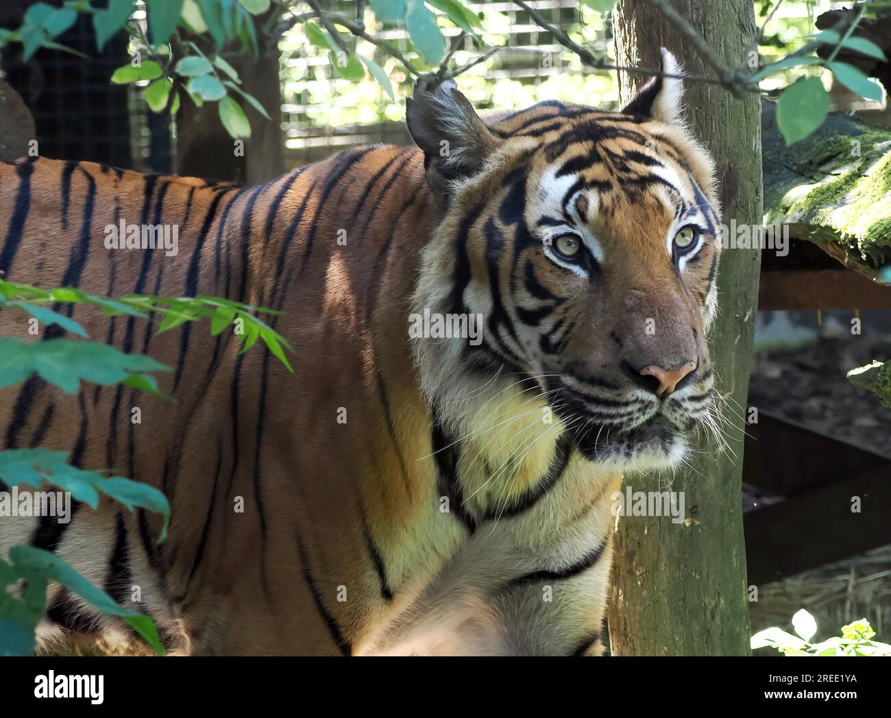 Malayan tiger, Panthera tigris jacksoni, maláj tigris, Zoo, Hungary ...