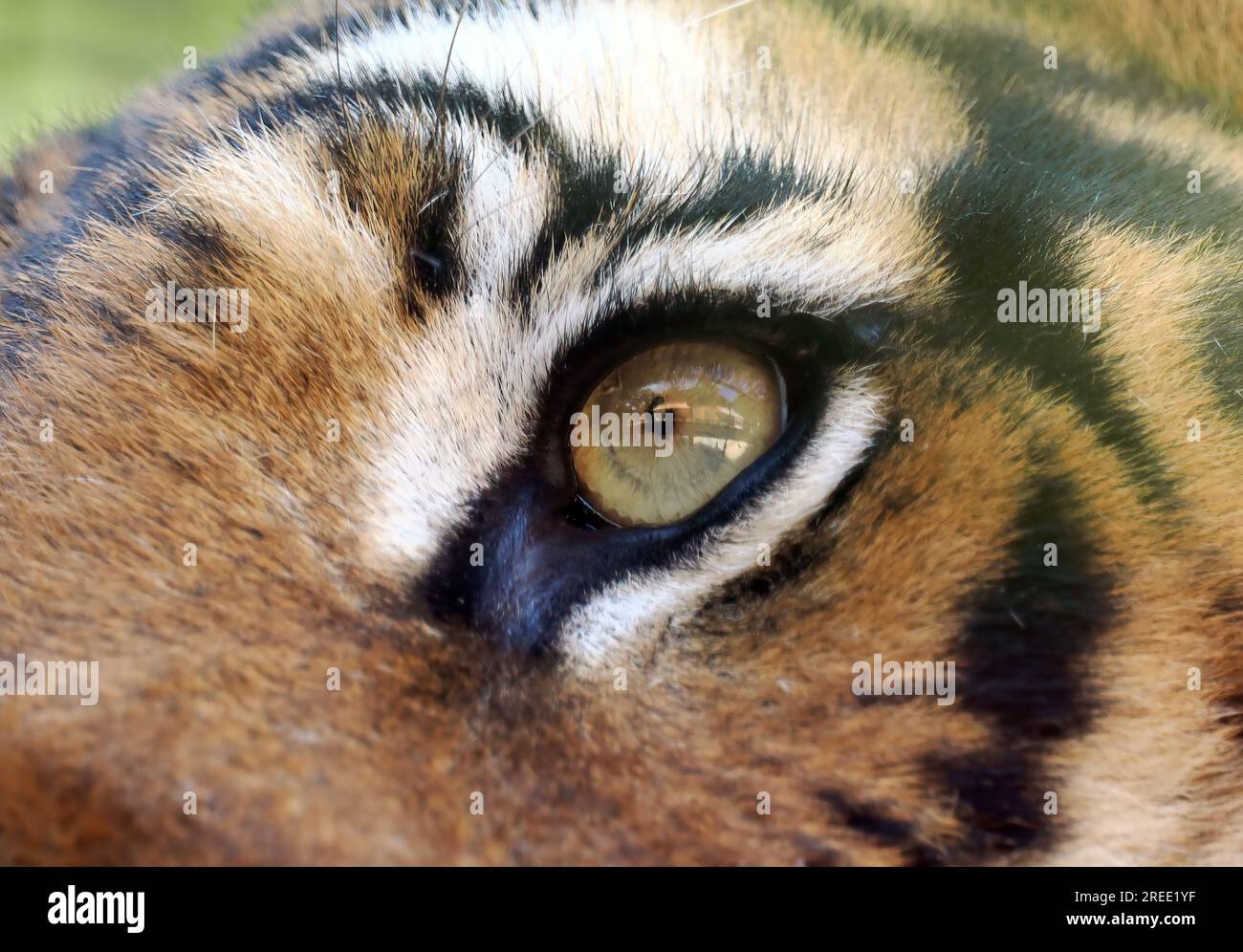 Malayan tiger, Panthera tigris jacksoni, maláj tigris, Zoo, Hungary ...