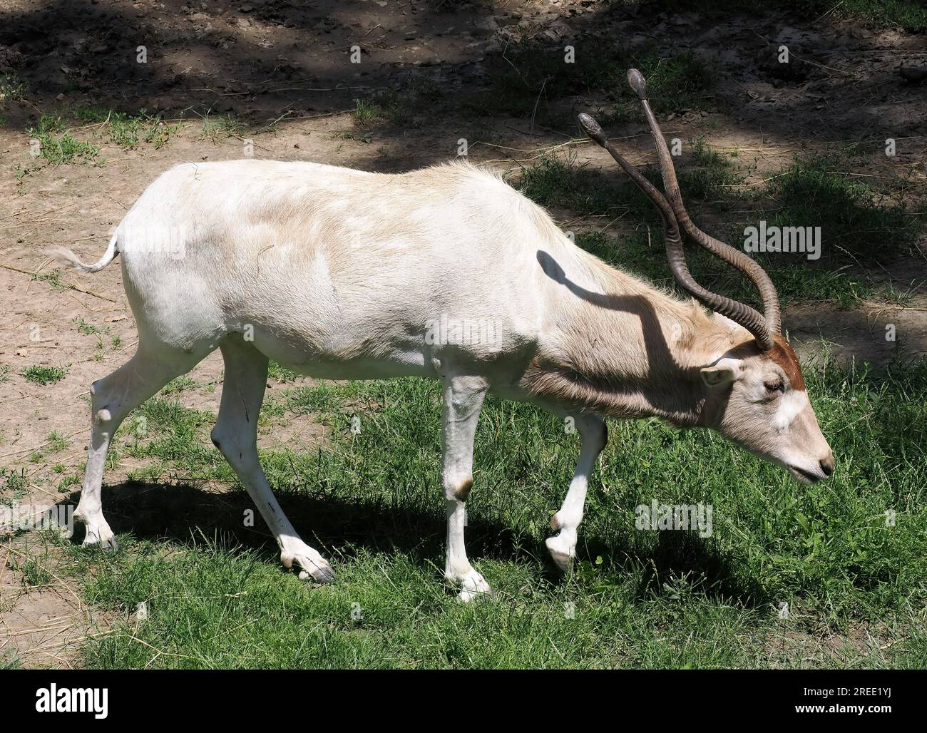 Antílope addax hi-res stock photography and images - Alamy
