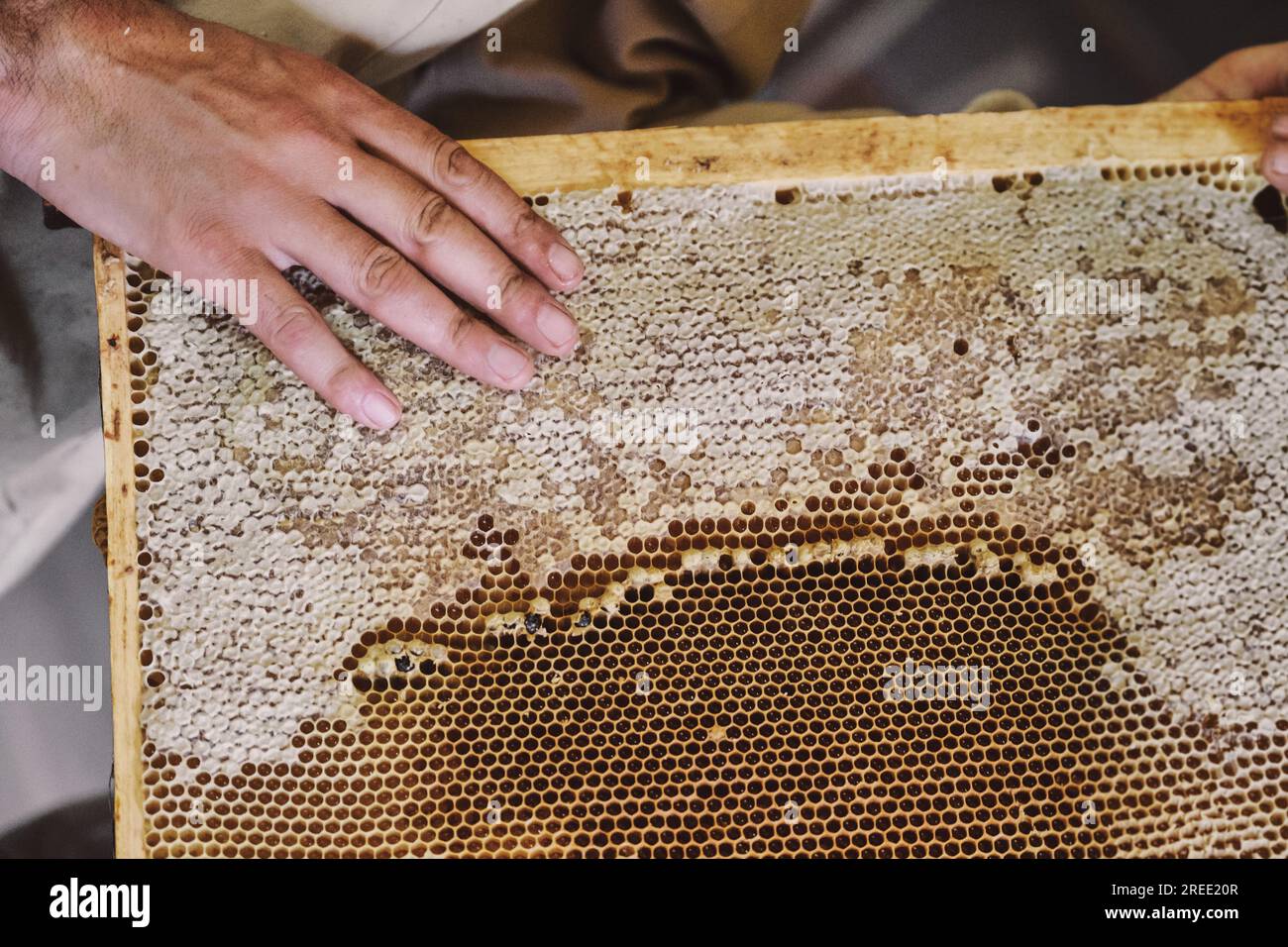 Honeycomb from a bee hive filled with golden honey in a full frame view ...
