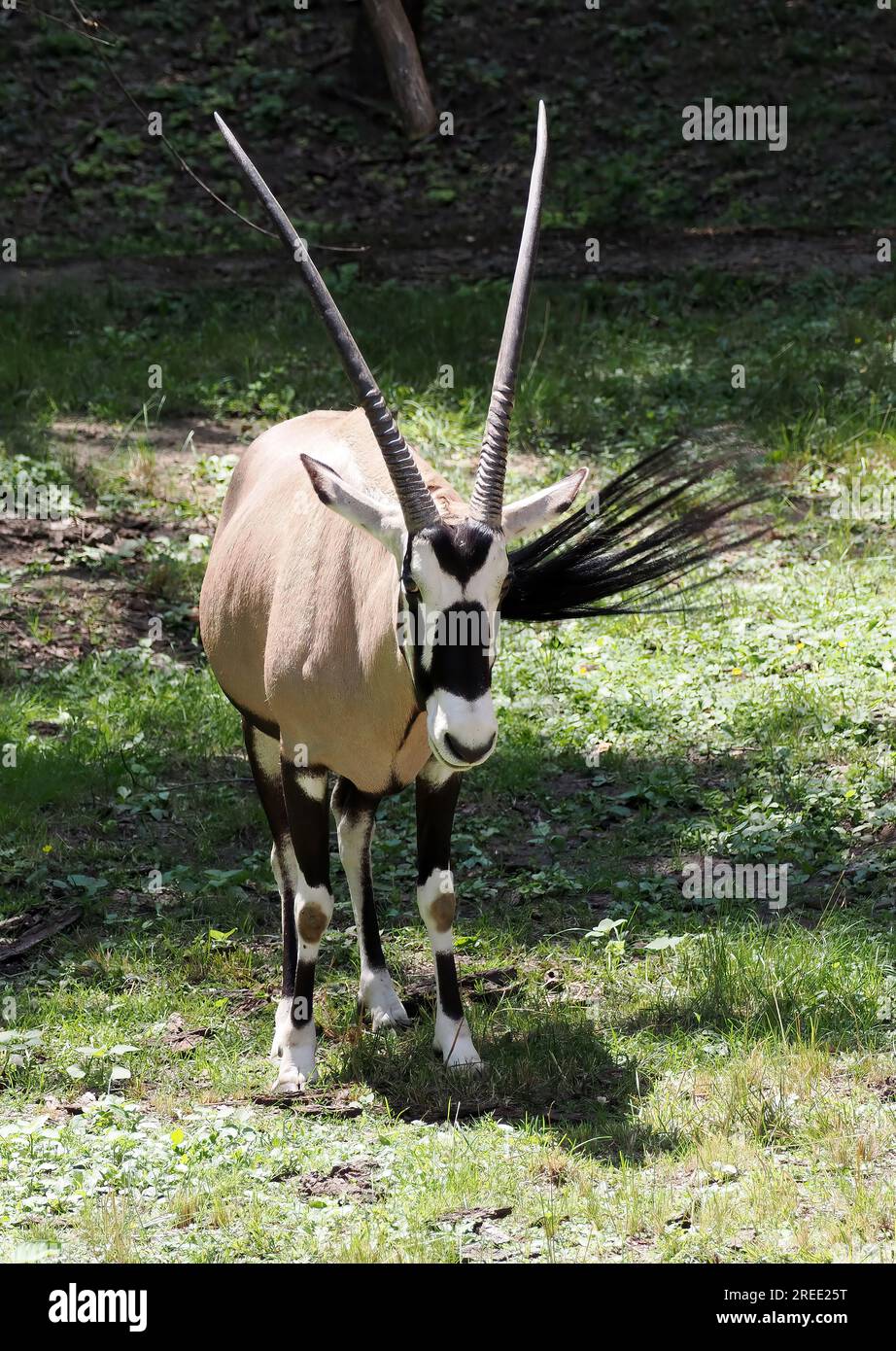 Gemsbok zoo animal wildlife hi-res stock photography and images - Alamy