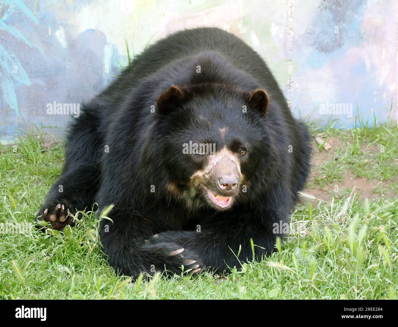 Papaszemes medve hi-res stock photography and images - Alamy