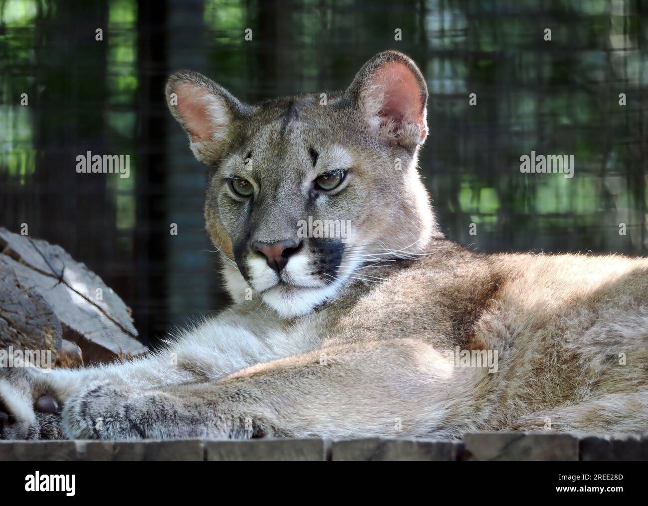 mountain lion, catamount, panther and painter, Cougar, Silberlöwe ...