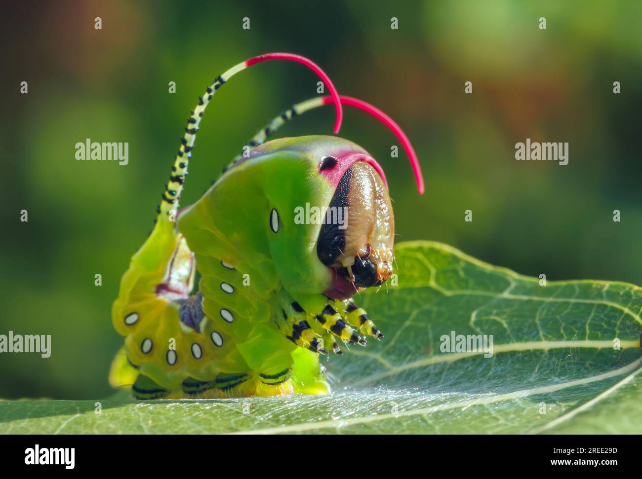 Beautiful caterpillar in a frightening pose, unique animal behaviour ...