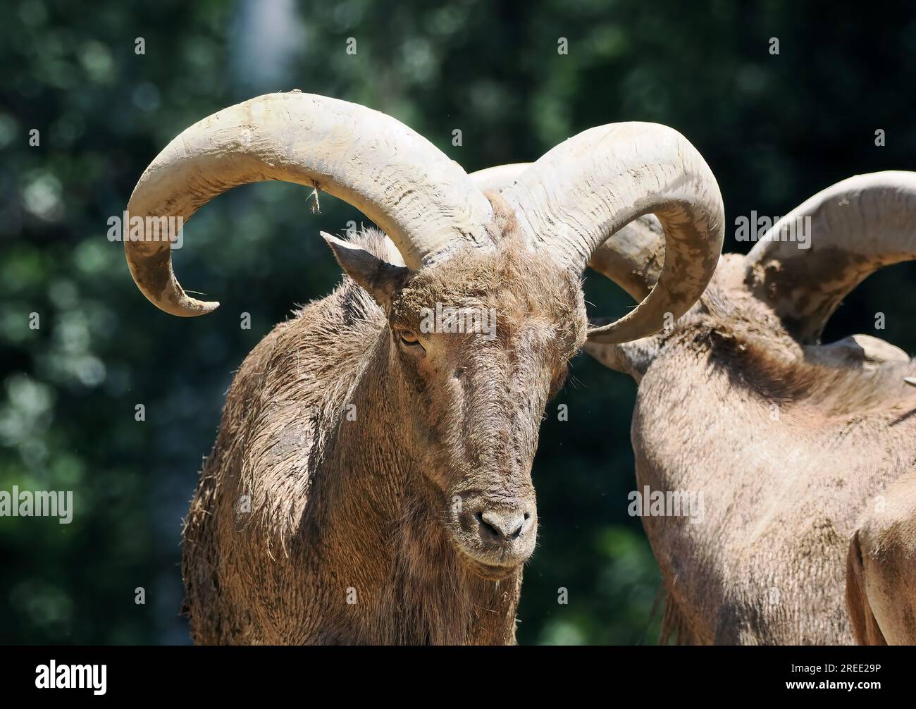 Barbary sheep, Mähnenspringer, Mouflon à manchettes, Ammotragus lervia ...
