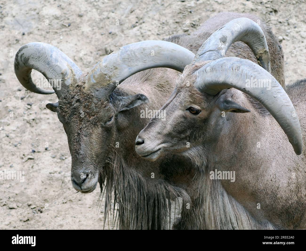Sorenyes juh hi-res stock photography and images - Alamy