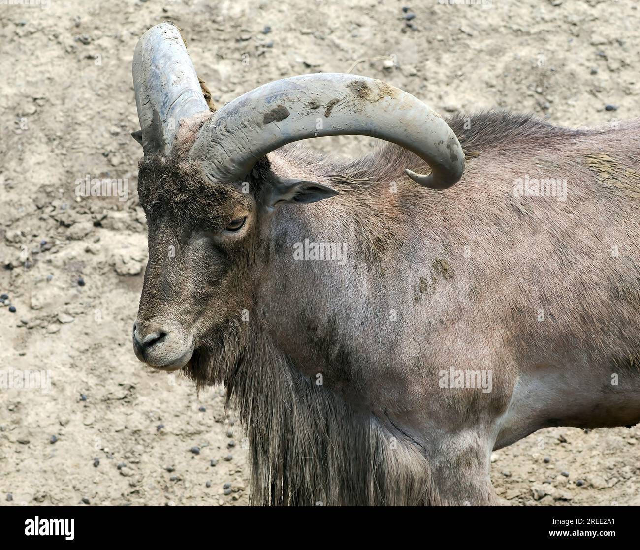 Barbary sheep, Mähnenspringer, Mouflon à manchettes, Ammotragus lervia ...