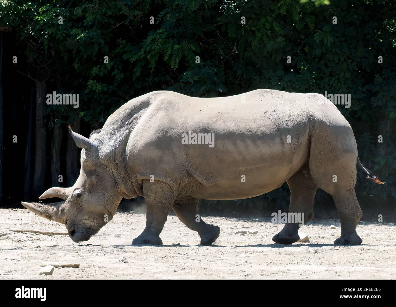 white rhinoceros or square-lipped rhinoceros, Breitmaulnashorn, Weißes ...