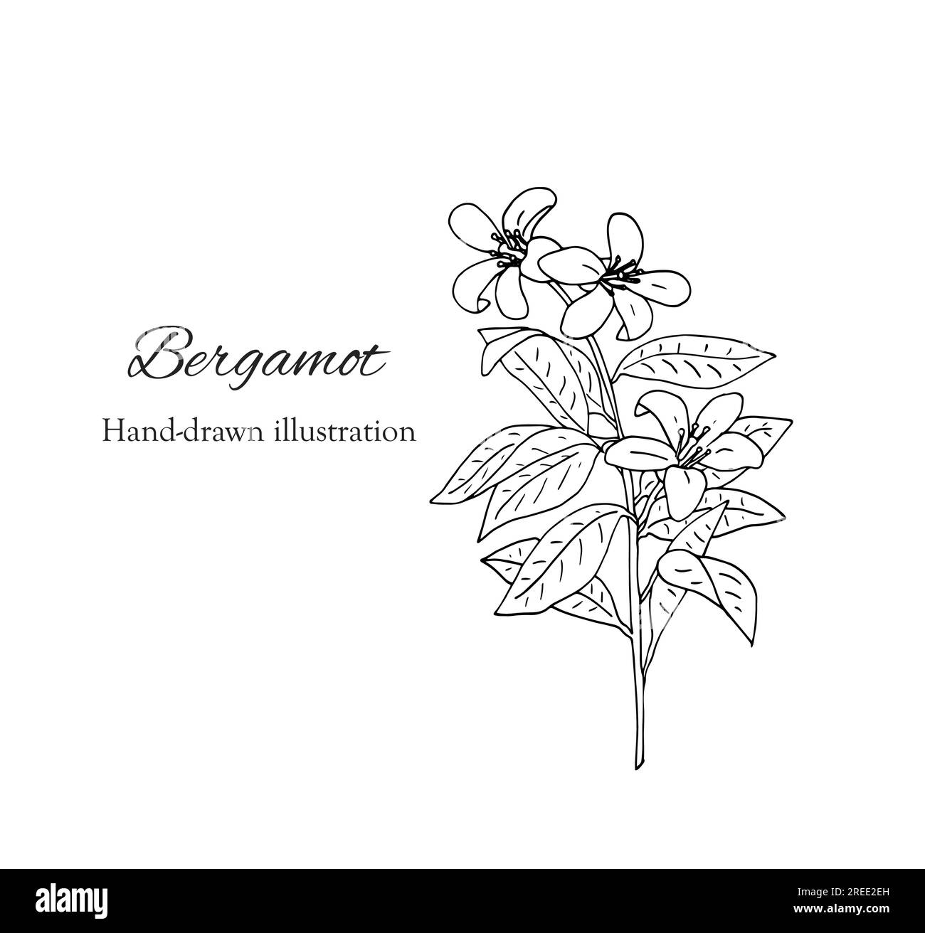 Hand-drawn Bergamot flower branch. Isolated illustration of a citrus ...