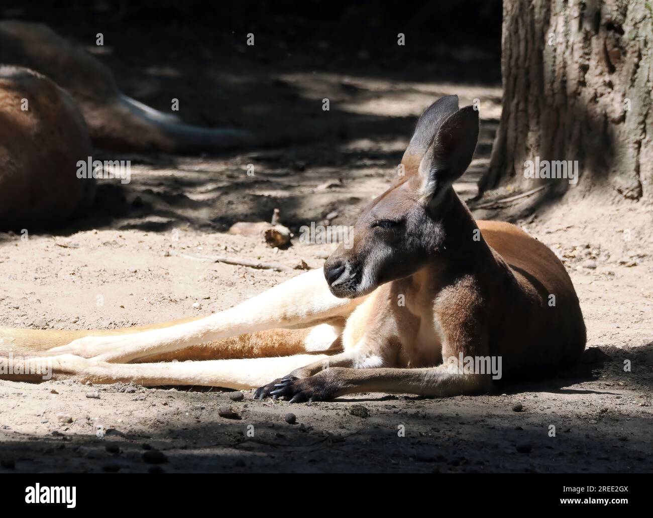 Red kangaroo, Rotes Riesenkänguru, Kangourou roux, Macropus rufus ...