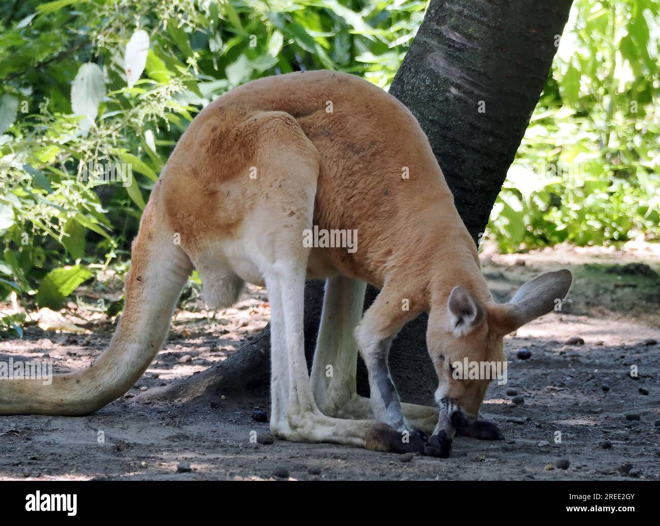 Red kangaroo, Rotes Riesenkänguru, Kangourou roux, Macropus rufus ...
