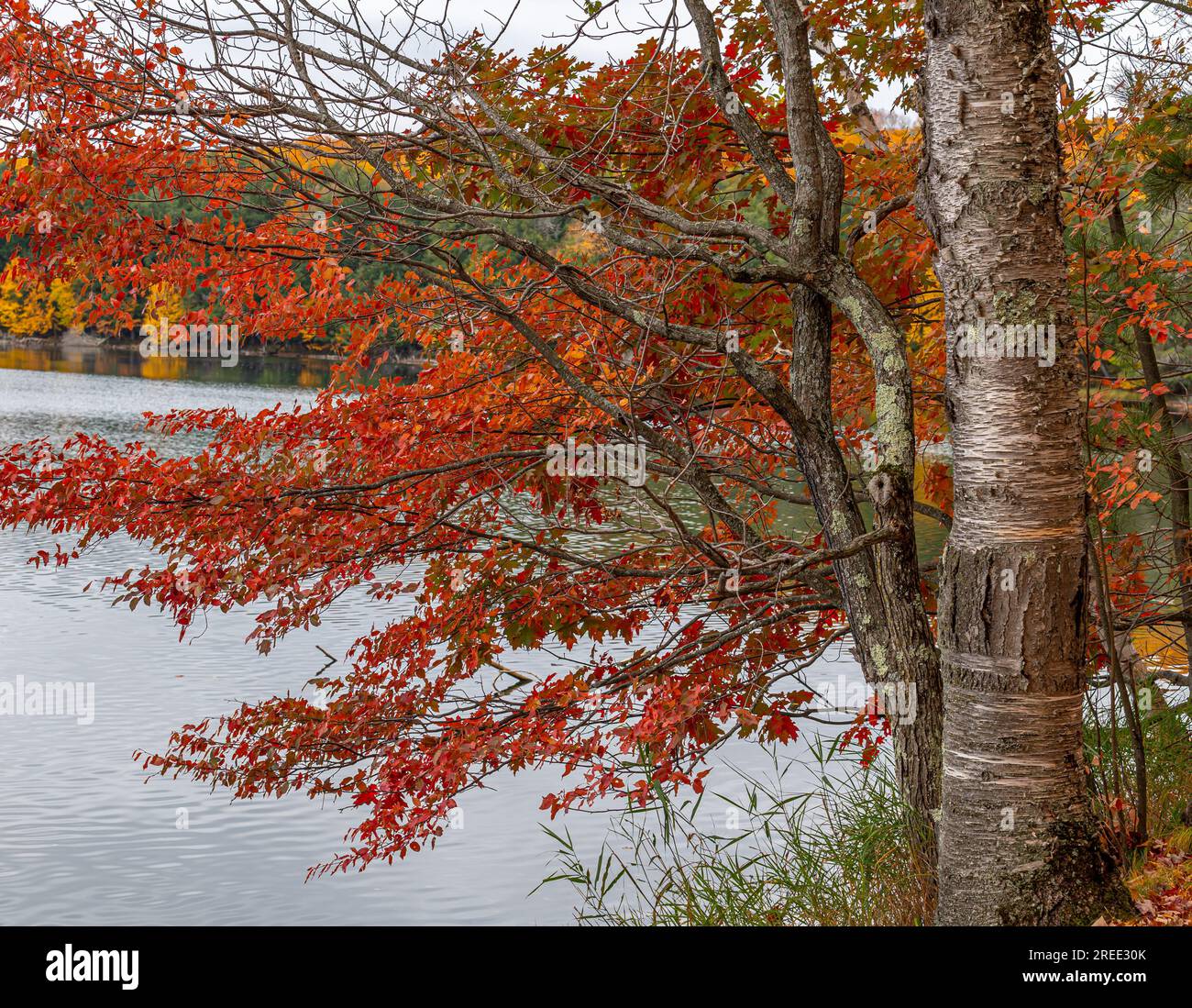 Lakeshore fall colors hi-res stock photography and images - Alamy