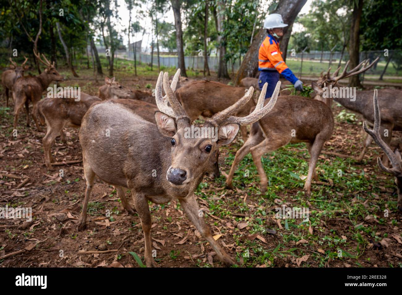 A worker feeds deer in a deer breeding facility operated by PT Vale ...