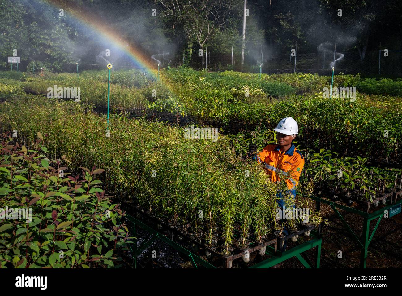 Workers checks plants at a tree nursery facility operated by PT Vale ...