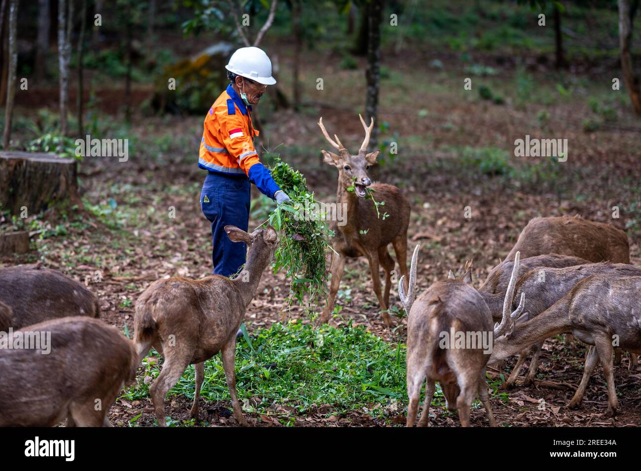 A worker feeds deer in a deer breeding facility operated by PT Vale ...