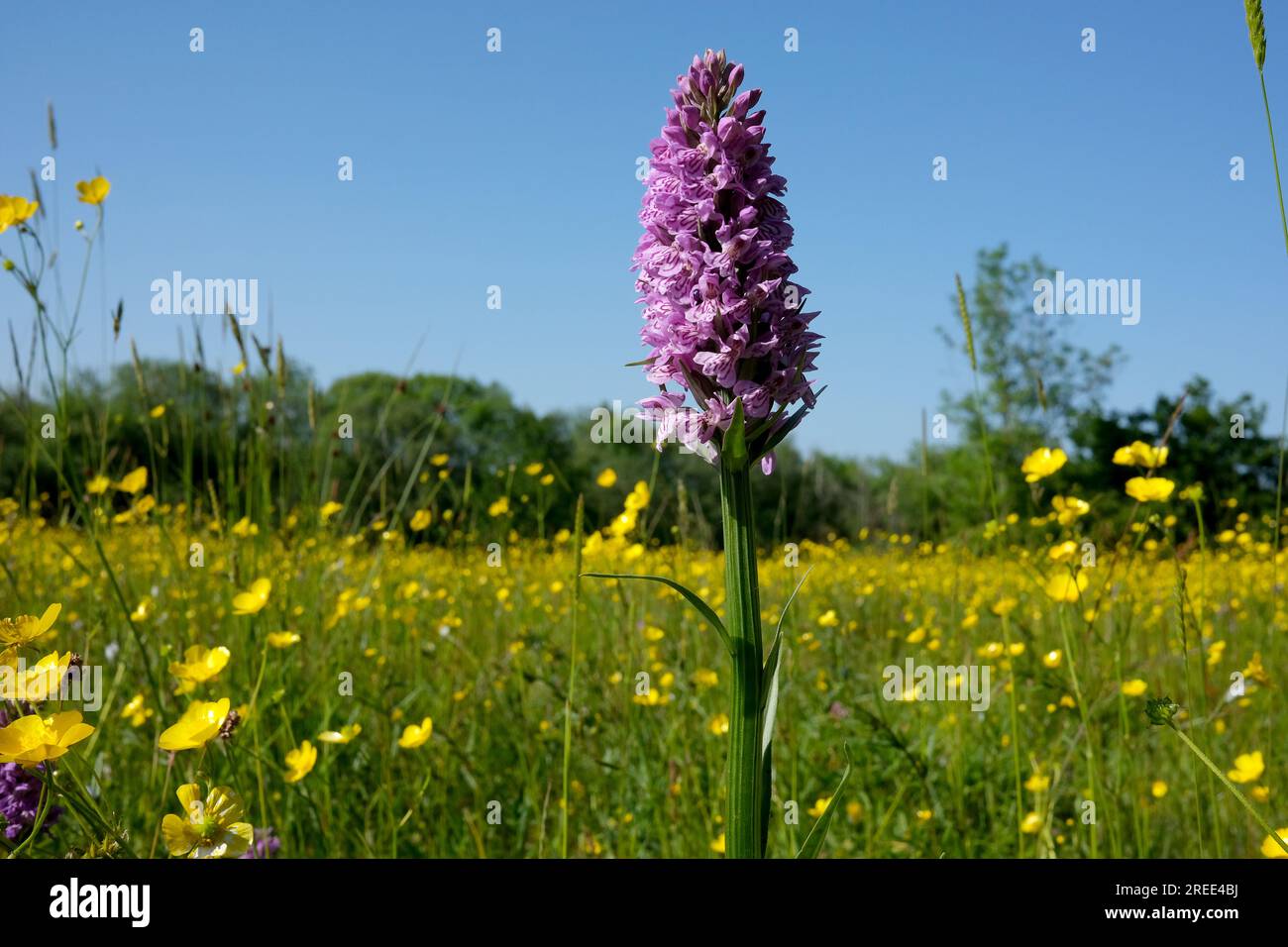 Southern Marsh orchids growing amongst wild buttercups on meadow land ...
