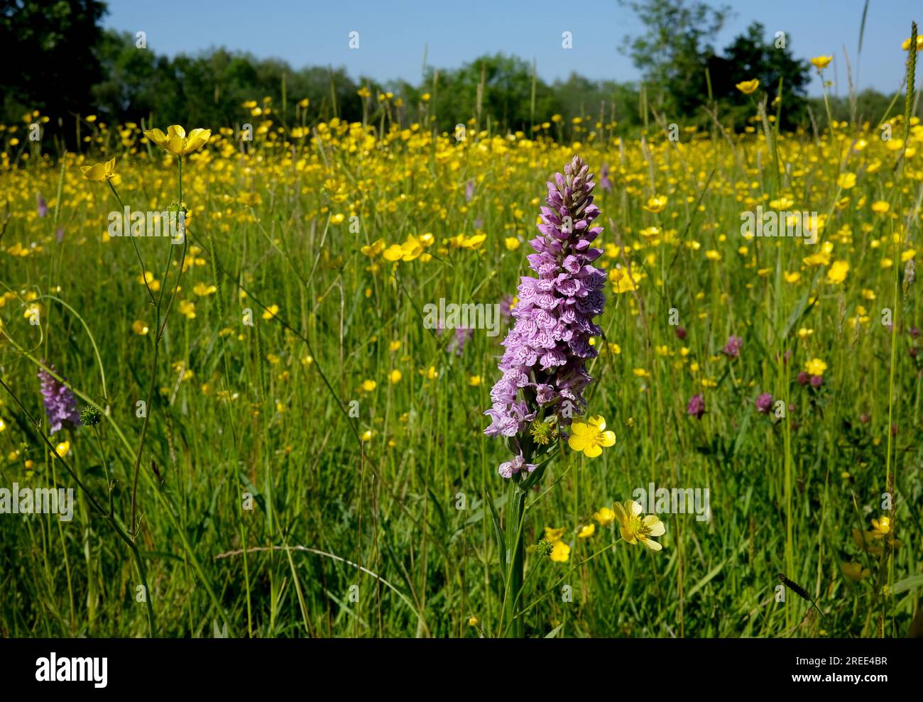 Southern Marsh orchids growing amongst wild buttercups on meadow land ...