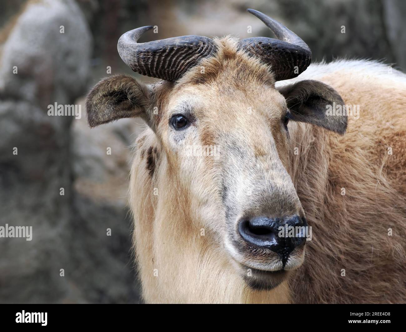 golden takin, takin, cattle chamois or gnu goat, Goldtakin, Goldener ...