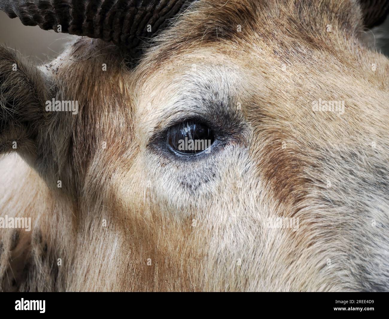 golden takin, takin, cattle chamois or gnu goat, Goldtakin, Goldener ...