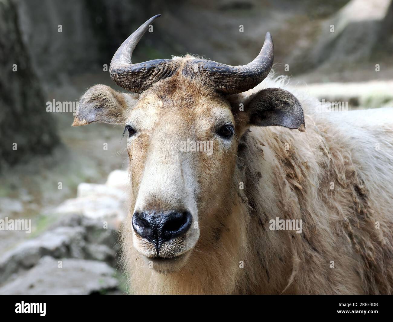 golden takin, takin, cattle chamois or gnu goat, Goldtakin, Goldener ...