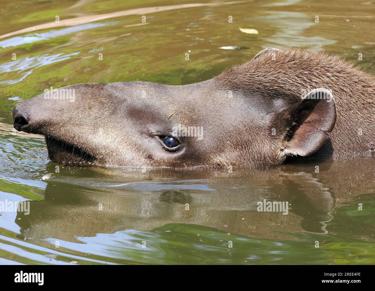 South American tapir, Brazilian tapir, lowland tapir, Flachlandtapir ...
