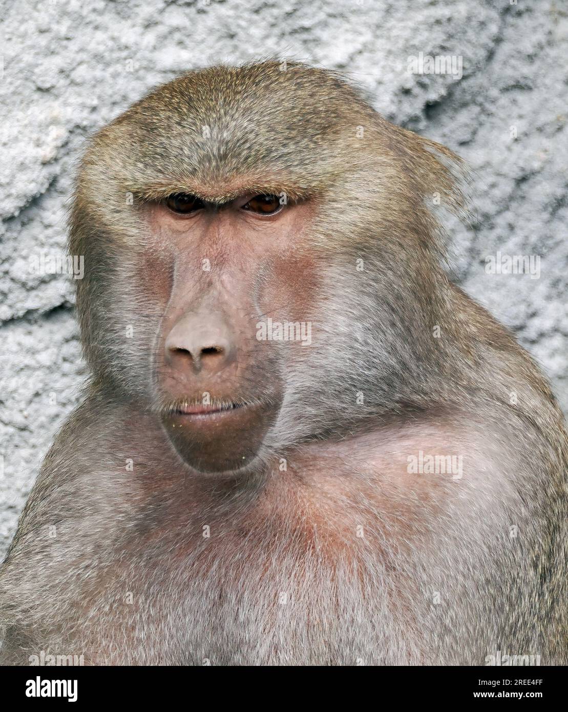 hamadryas baboon (female), Mantelpavian, Babouin hamadryas, galléros ...