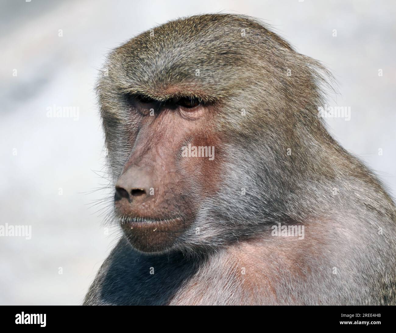 hamadryas baboon (female), Mantelpavian, Babouin hamadryas, galléros ...